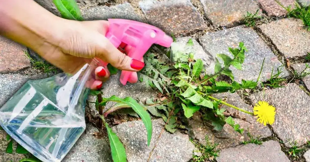 5 Tips for Eliminating Weeds from Your Terrace and Garden – The ...