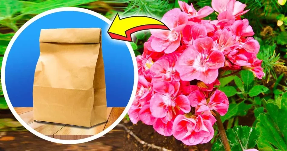 How to Preserve Potted Geraniums During Winter – The Beginners Garden