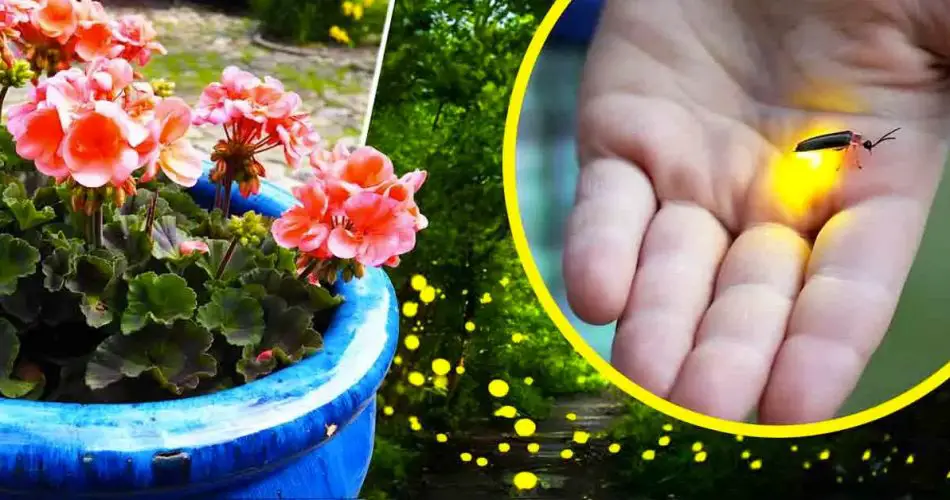 How to Attract Fireflies to Your Garden – The Beginners Garden