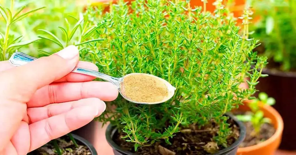 Why It’s Important to Sprinkle Your Plants with Cinnamon – The ...