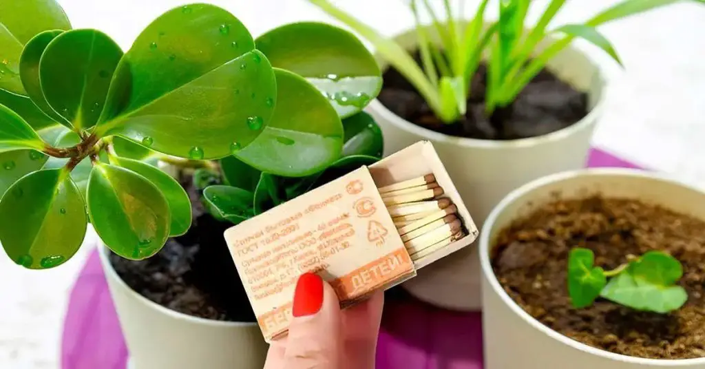 Matches in Plants: Why You Should Try This Trick! – The Beginners Garden