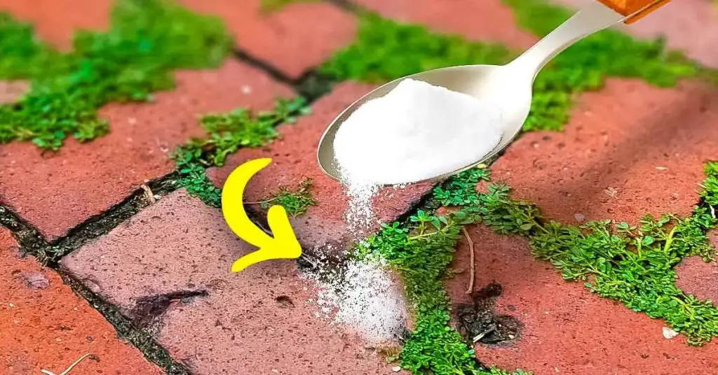 How to Weed Self-Locking Paving Stones – The Beginners Garden