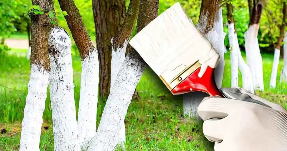 Why Are Some Trees Painted White? – The Beginners Garden