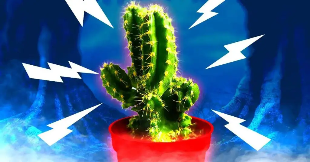 5 Plants That Bring Bad Luck According to Feng Shui – The Beginners Garden