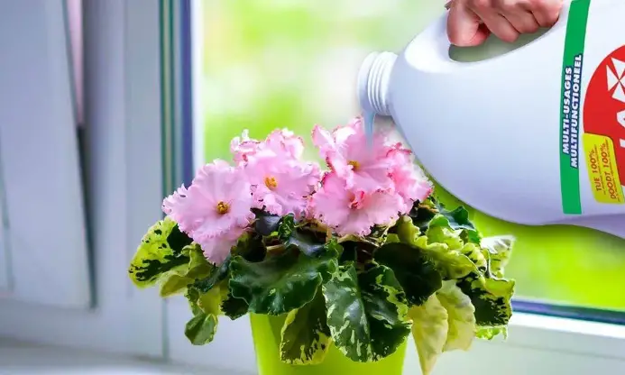 How to Care for Your Flowers with Bleach – The Beginners Garden