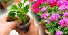 How to Propagate Geraniums from a Stem – The Beginners Garden