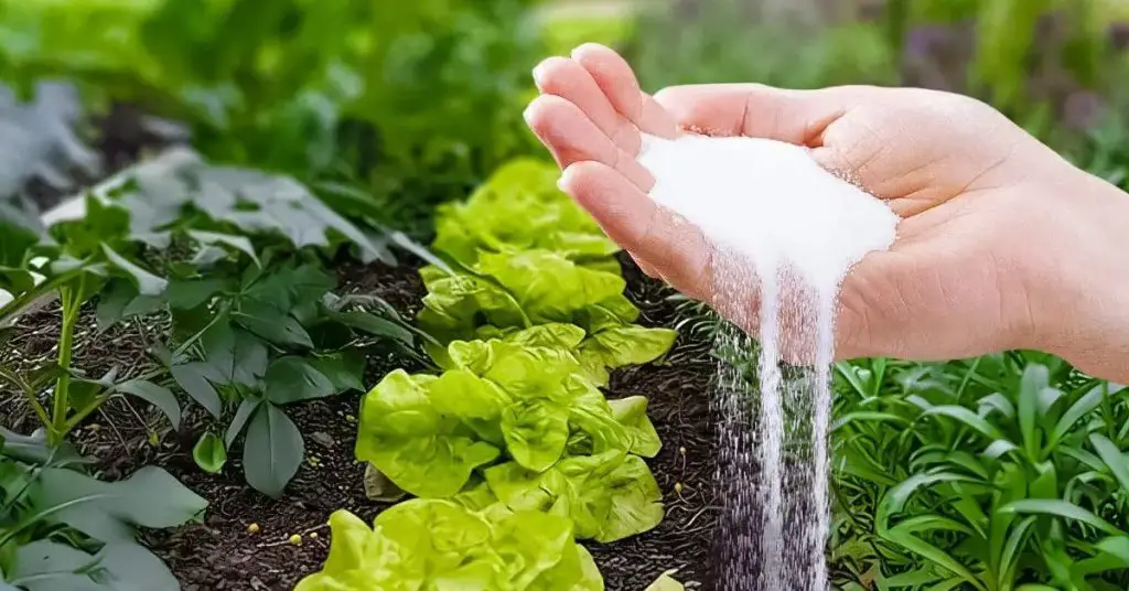 How to Apply Urea in Your Garden – The Beginners Garden