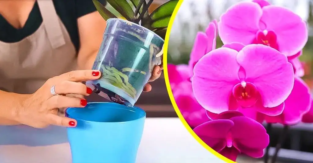 How to Make Your Orchids Bloom Again: A Step-by-Step Guide – The ...