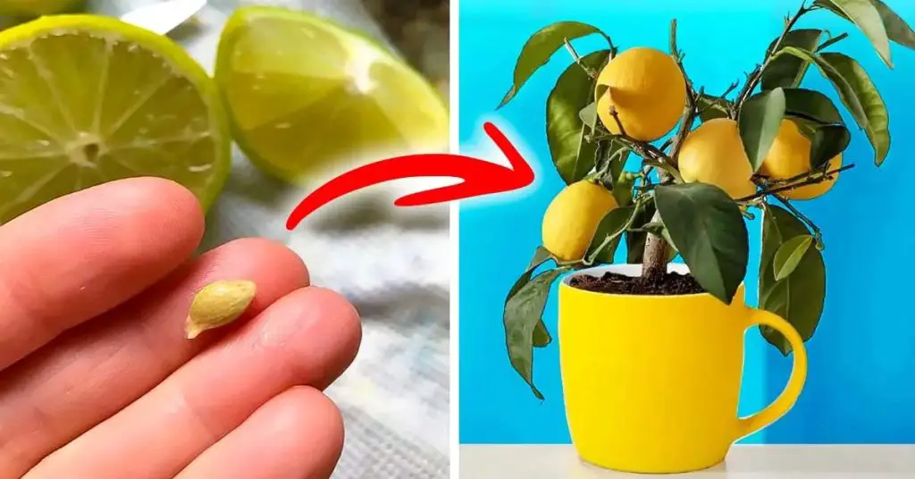 How to Grow a Lemon Tree in a Pot from a Lemon Seed – The Beginners Garden