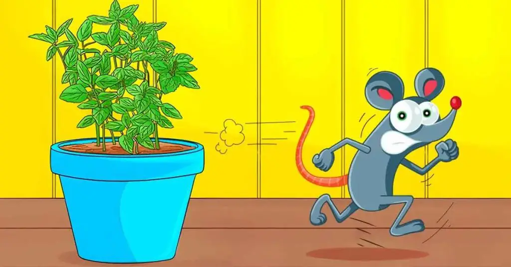 6 Repellent Plants That Keep Rats and Mice Away From Your Home – The ...