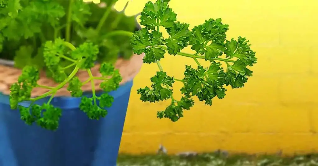 How to Grow Parsley at Home? | Easy Tips for Fresh Herbs All Year Round ...