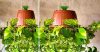 How to Plant Upside Down: The New Trend for Growing Plants – The ...