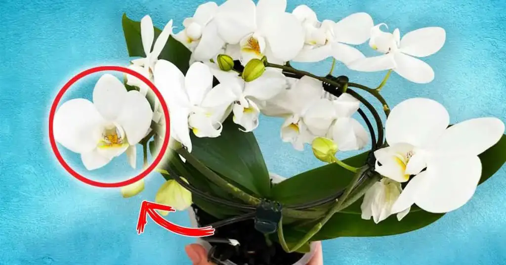 Here’s How to Make an Orchid Bloom Even in Winter – The Beginners Garden
