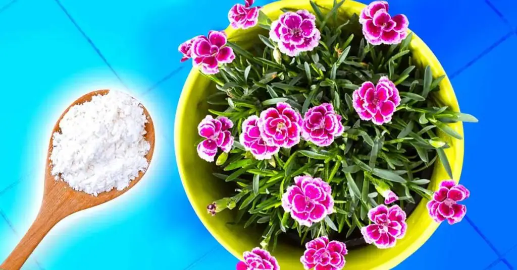 Why Use Talc on Plants? – The Beginners Garden