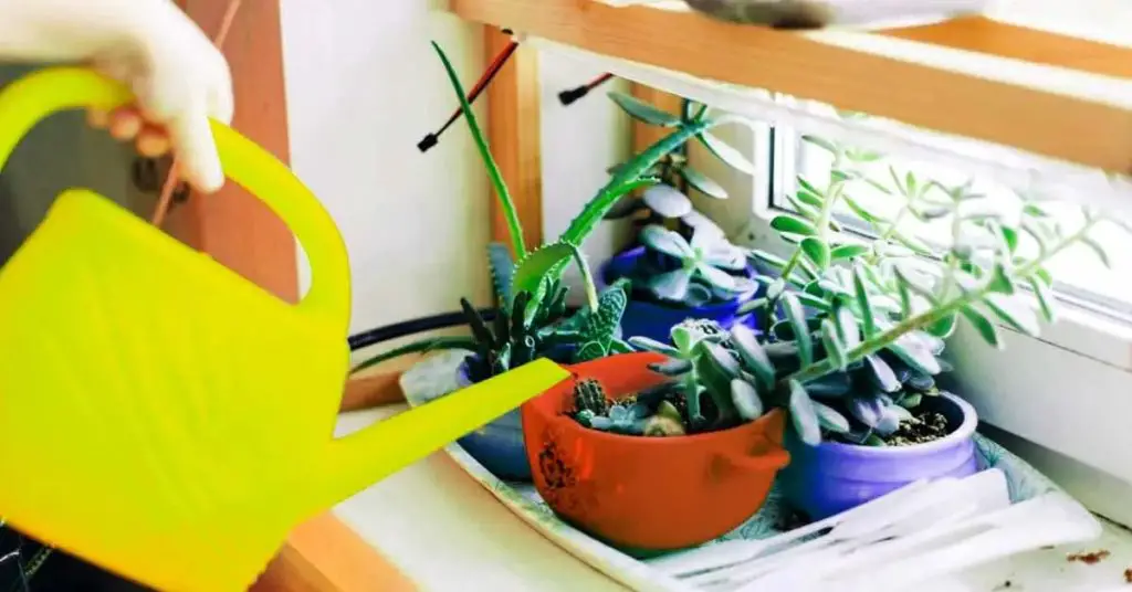 What Plant to Grow on the Windowsill in Spring? – The Beginners Garden