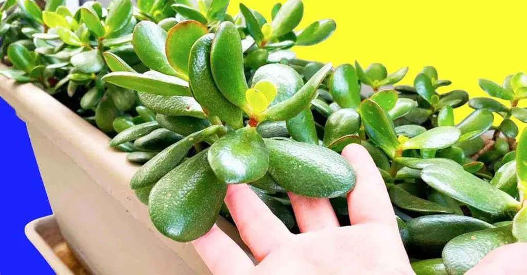 How to Grow a Jade Tree Faster: Essential Tips – The Beginners Garden
