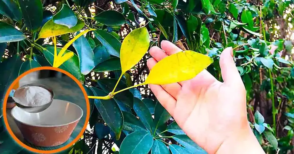 Why Do Plant Leaves Turn Yellow? – The Beginners Garden
