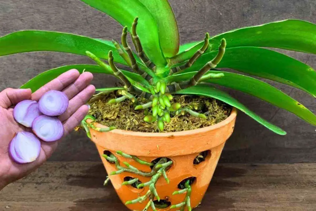 The Secret Ingredient You Should Sprinkle on Your Orchid for Continuous ...