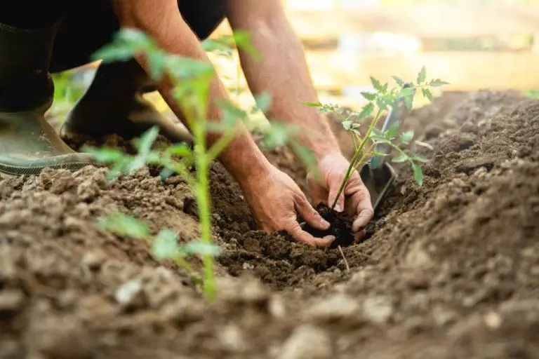 Growing Without Water: The Revolutionary Fukoka Method You Need to Know ...