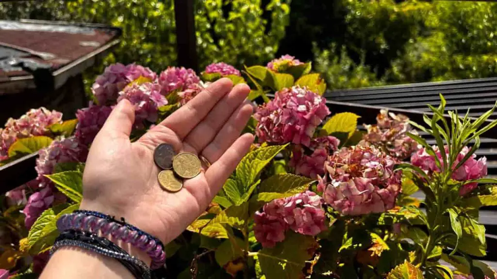 Copper Coins in Garden Flowers: Unique Results in Just 1 Month – The ...