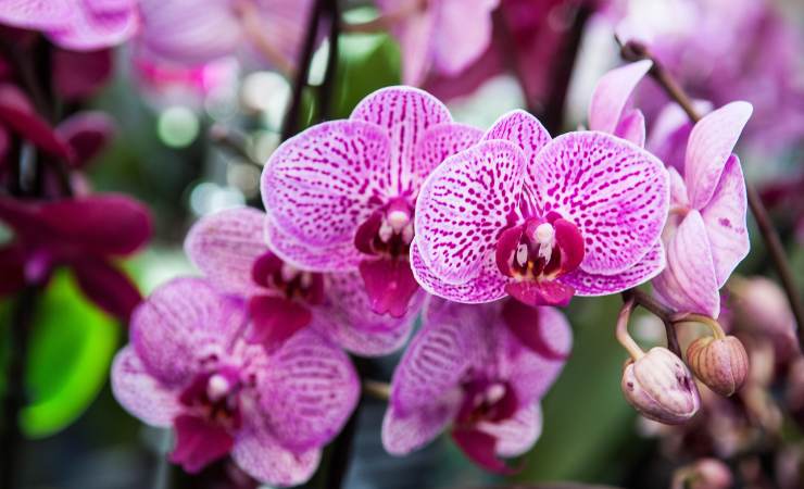 Orchid Care: The Secret Method Nurserymen Use to Make Orchids Thrive ...