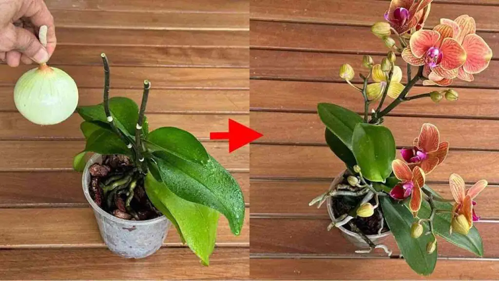 How to Make Your Orchids Bloom Non-Stop: Simple Steps for Lush, Year-Round Flowers – The ...