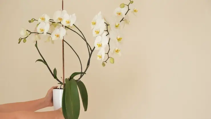 How to Make Your Orchids Bloom with 100 Flowers at Once: A Simple ...