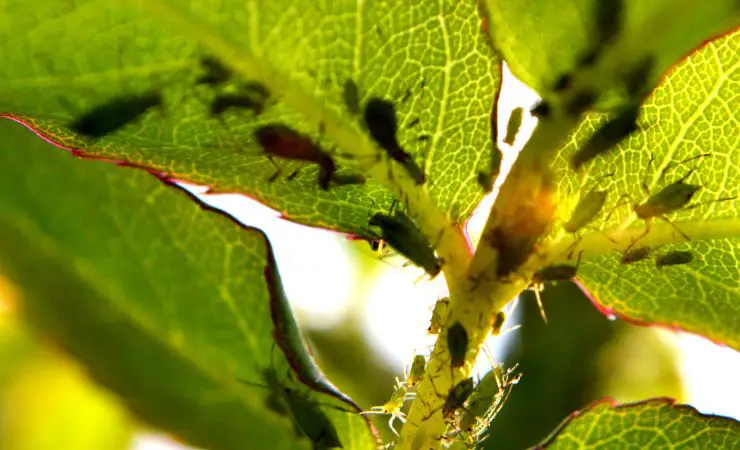 Eliminate Plant Parasites Instantly with This Natural DIY Spray – The ...