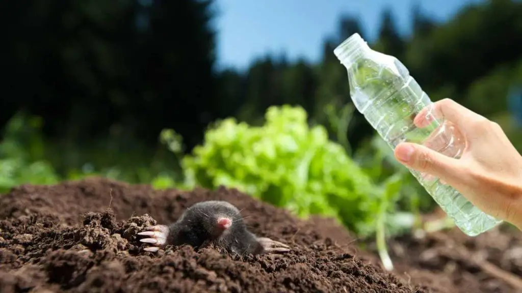 How to Keep Moles Away from Your Garden with This Effective Home Remedy ...