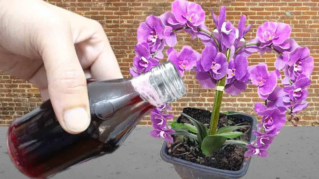 Revive Your Flowers with Just One Application: A Natural Fertilizer ...