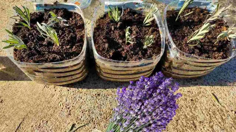 How to Propagate Lavender from Cuttings: A Step-by-Step Guide for ...