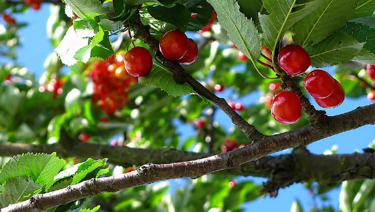 How to Grow a Cherry Tree Quickly for Juicy Fruit – The Beginners Garden