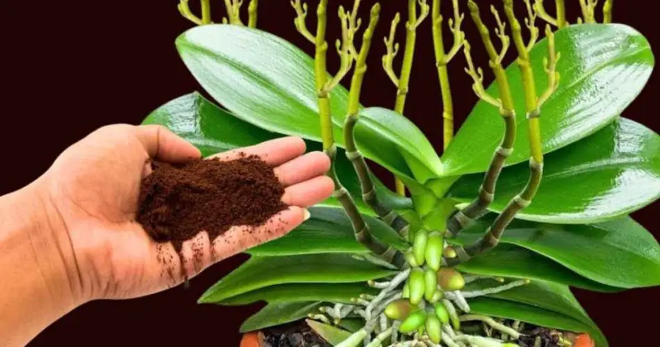 Revive Your Orchids: The Natural Trick to Heal Dead Roots and Encourage ...