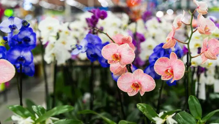 The Secret to Quickly Growing Orchids: A Simple Trick for Thriving ...