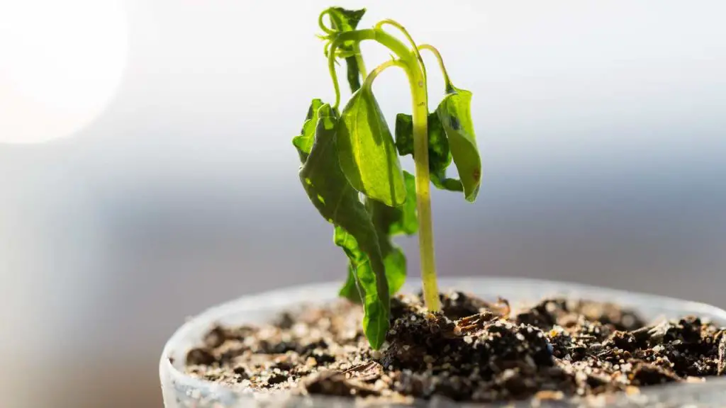 How to Cure Sunburned Plants in a Few Simple Steps: A Guide to Recovery ...