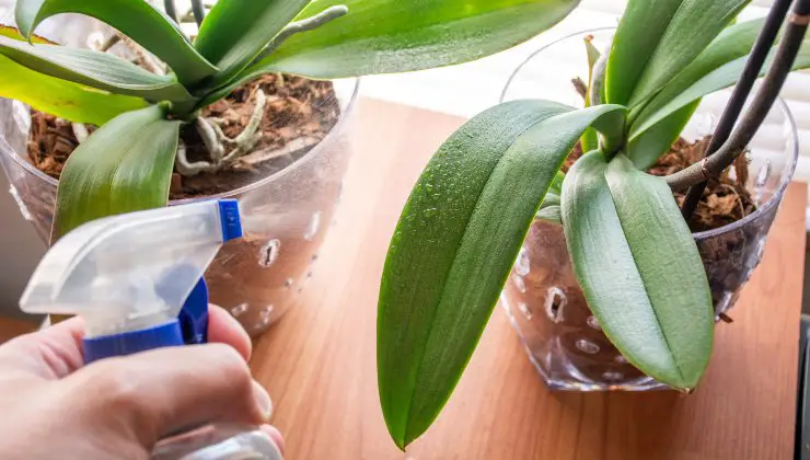 Achieve an Explosion of Flowers with Aspirin: A Natural Secret for ...