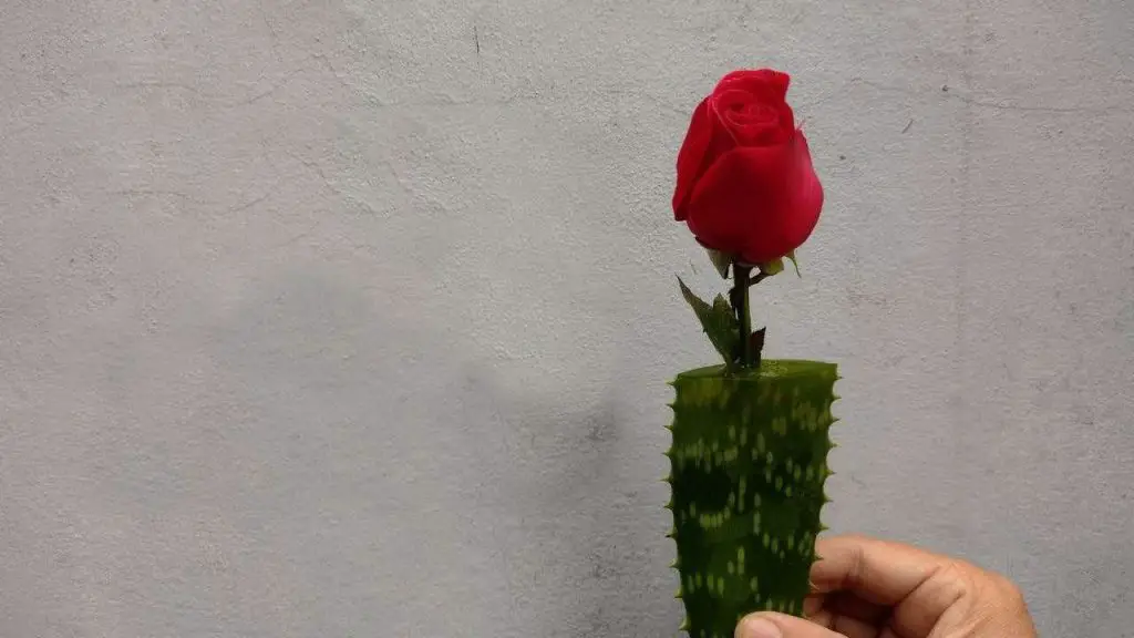 This Simple Trick to Multiply Roses is a Game-Changer: Unbelievable ...