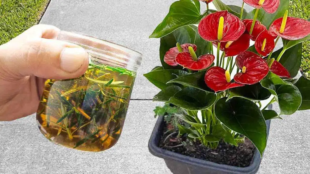 A Simple Cup for Lush, Blooming Plants: The Magic of Green Tea as a ...