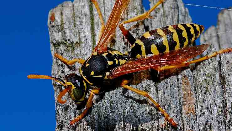 Why Wasps Are Invading Your Balcony or Terrace and How to Solve the ...