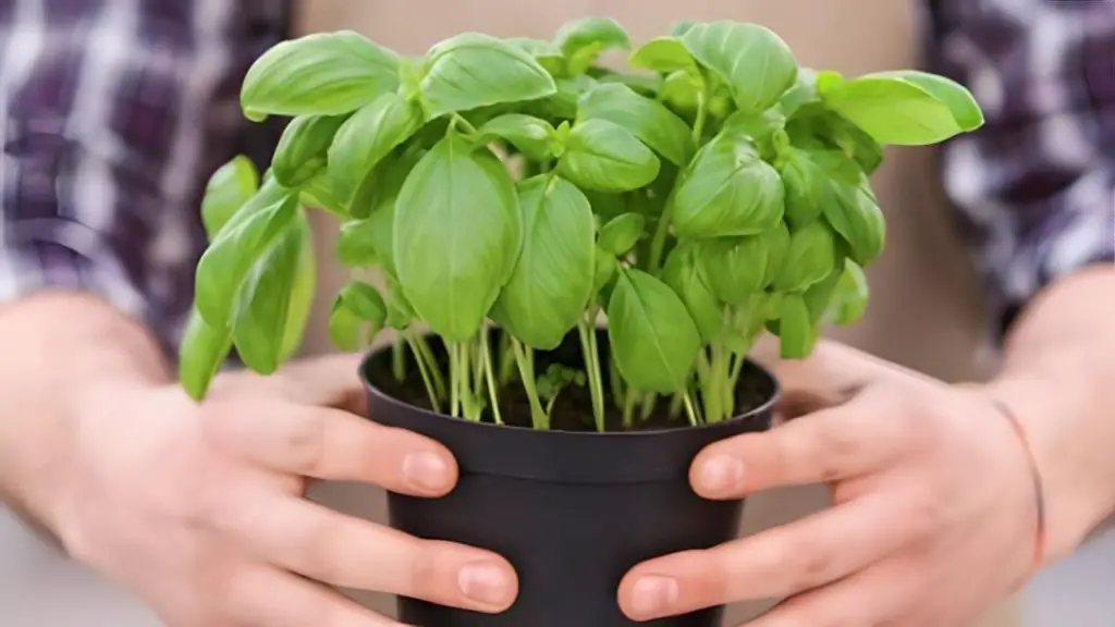 🌿 The Secret to Thriving Basil: Where to Place It for Strong, Healthy ...
