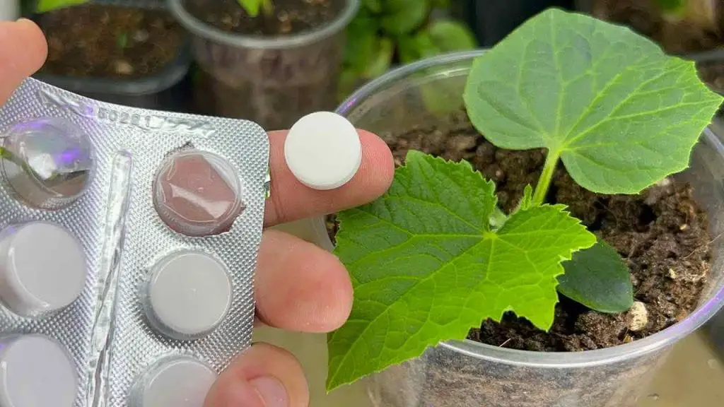 A Single Tablet Can Transform Your Plants: Here’s How! 🌱💊 – The ...