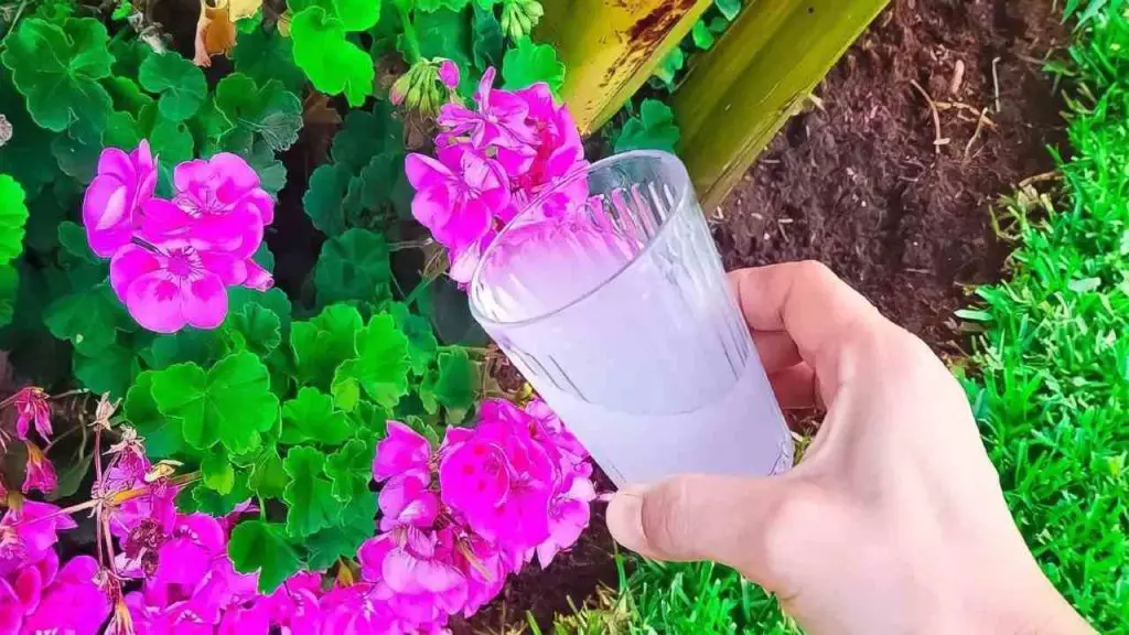 The Secret Trick Gardeners Use to Make Plants Grow Faster 🌱 – The ...