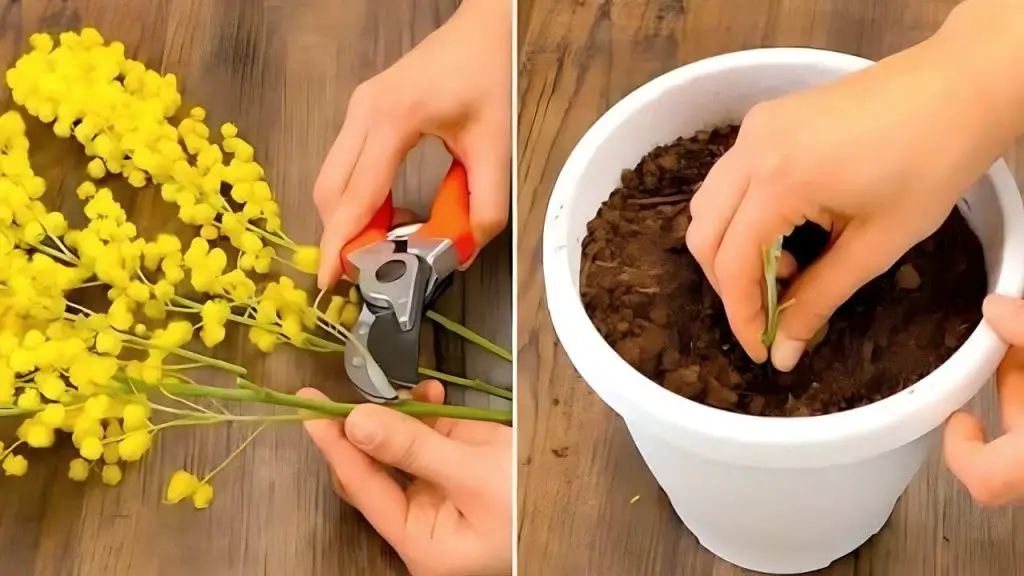 How to Grow a Beautiful Mimosa Plant at Home – The Beginners Garden