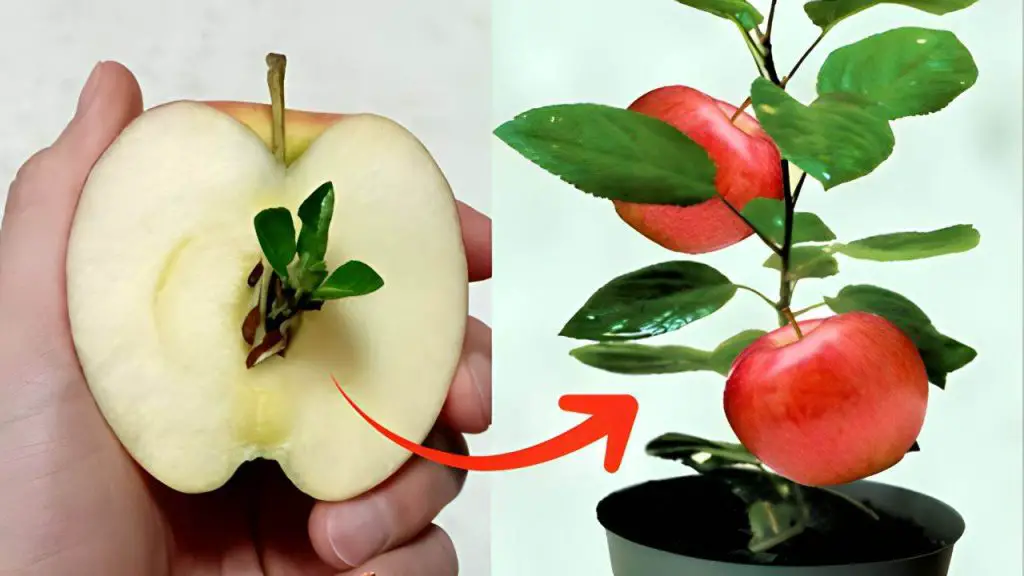 How to Grow an Apple Plant for Free from Scraps: A Simple 10-Day Guide ...
