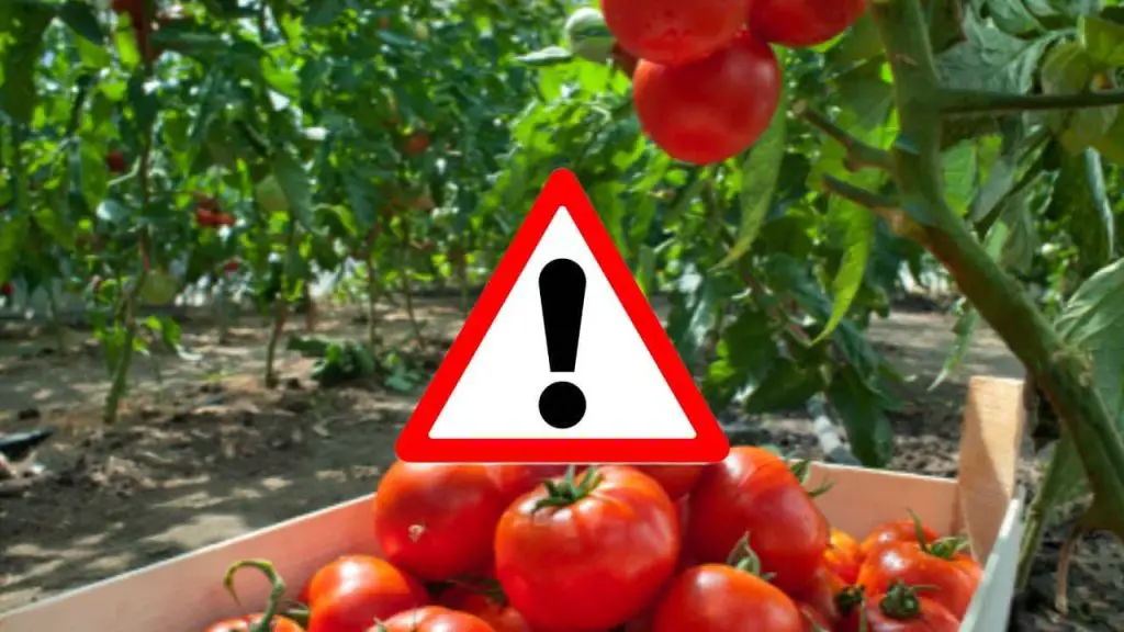 Pesticides in Tomatoes: The Dangerous Variety to Avoid – The Beginners ...