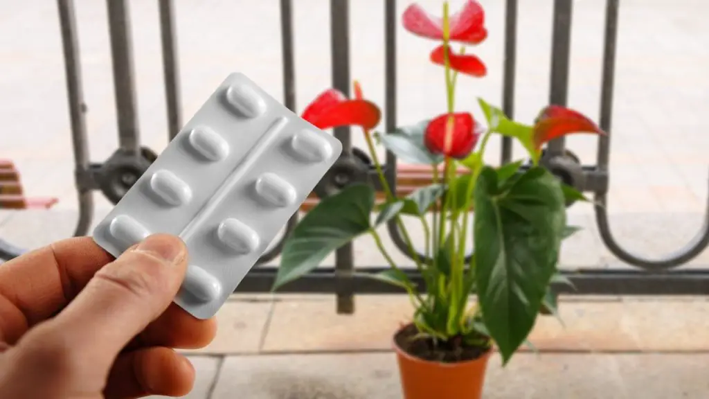 Anthurium Care: The Secret Tablet for an Explosion of Flowers! 🌿🌸 – The ...