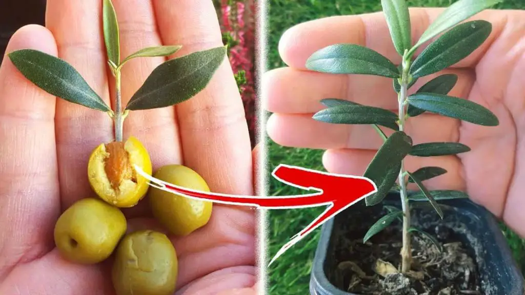 How to Grow an Olive Tree from a Stone – The Easy Way! 🌿🫒 – The ...