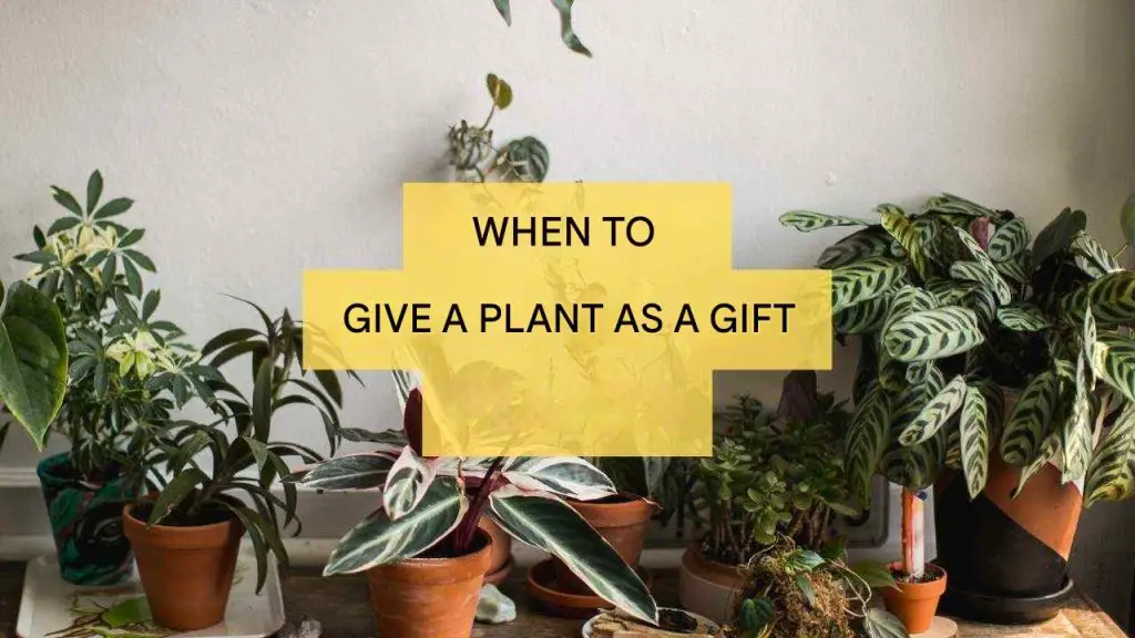 🌿 The Perfect Plants for Every Occasion: A Gift Guide – The Beginners ...