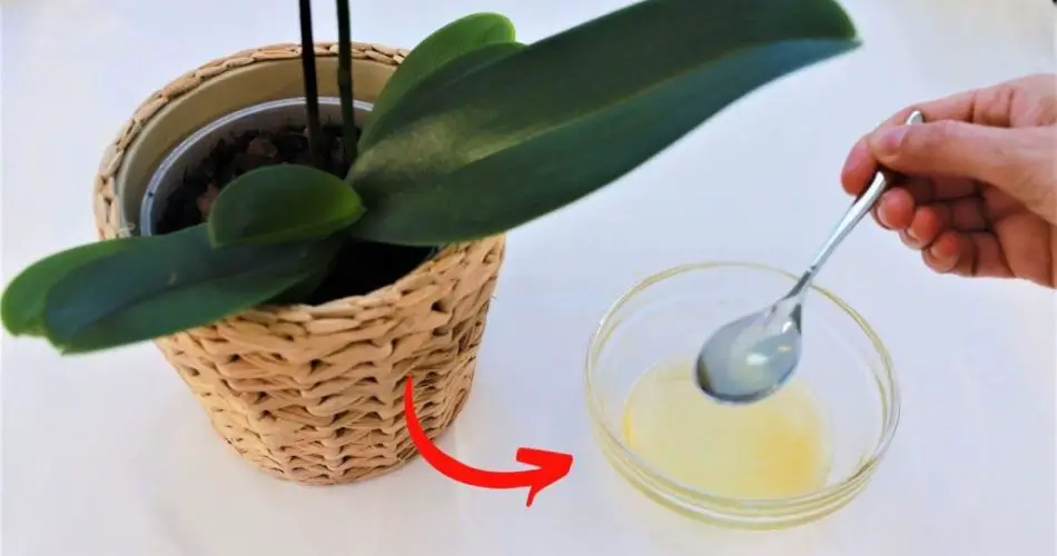 🌸 DIY Syrup for Healthy and Lush Orchids – The Beginners Garden