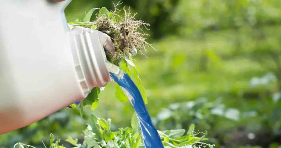 🌿 Using Bleach to Kill Weeds in Your Garden – A Surprising Trick! – The ...